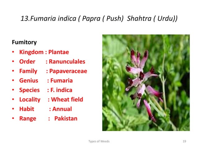 Identification of weeds in Pakistan by M.Anees Khan | PPTX