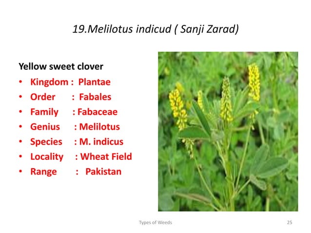 Identification of weeds in Pakistan by M.Anees Khan | PPTX