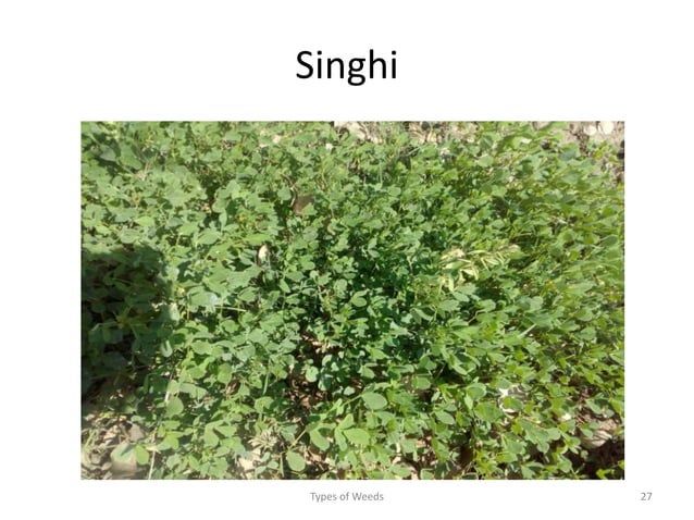 Identification of weeds in Pakistan by M.Anees Khan | PPTX