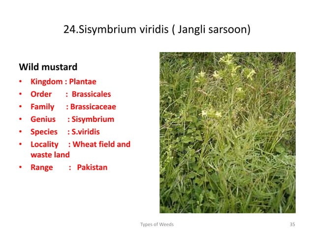Identification of weeds in Pakistan by M.Anees Khan | PPTX