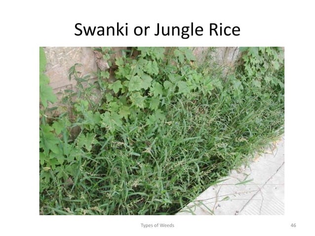 Identification of weeds in Pakistan by M.Anees Khan | PPTX