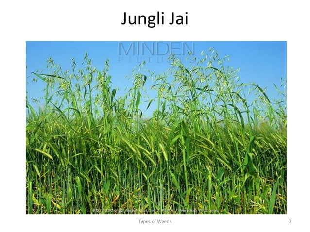 Identification of weeds in Pakistan by M.Anees Khan | PPTX