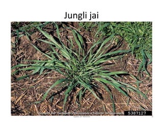 Identification of weeds in Pakistan by M.Anees Khan | PPTX