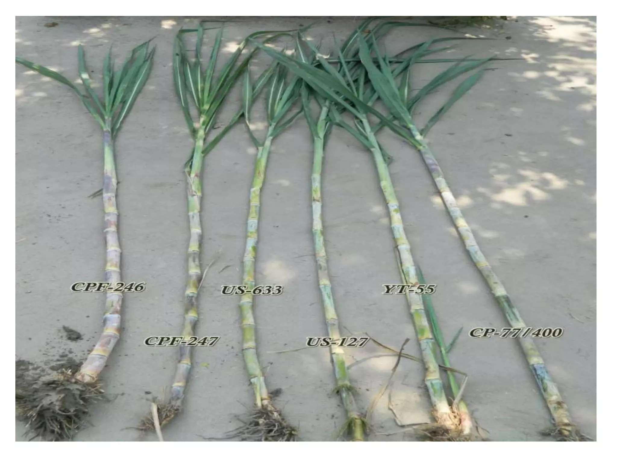 Identifications of different sugar cane varieties by muhammad faizan ...