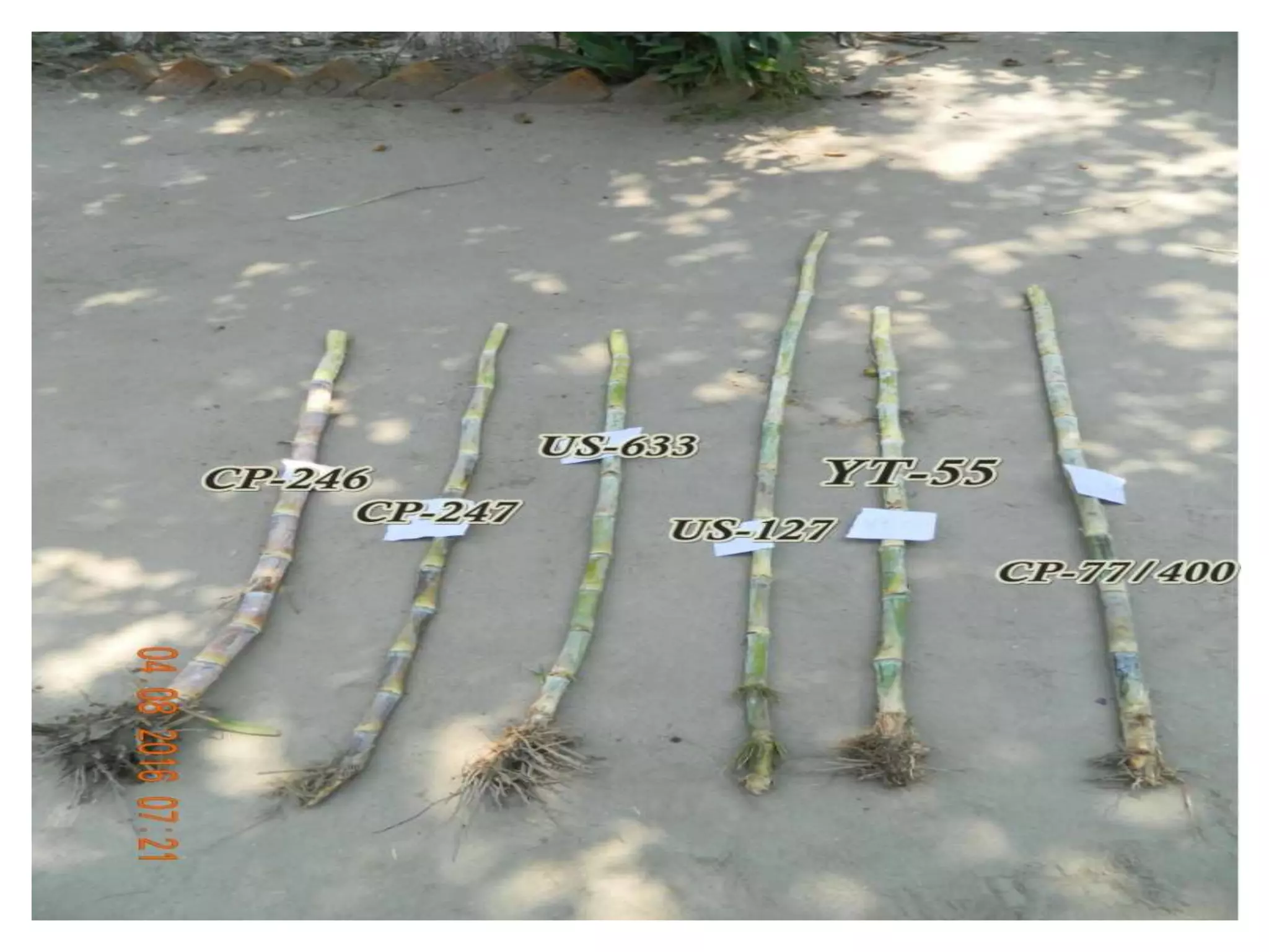 Identifications of different sugar cane varieties by muhammad faizan ...