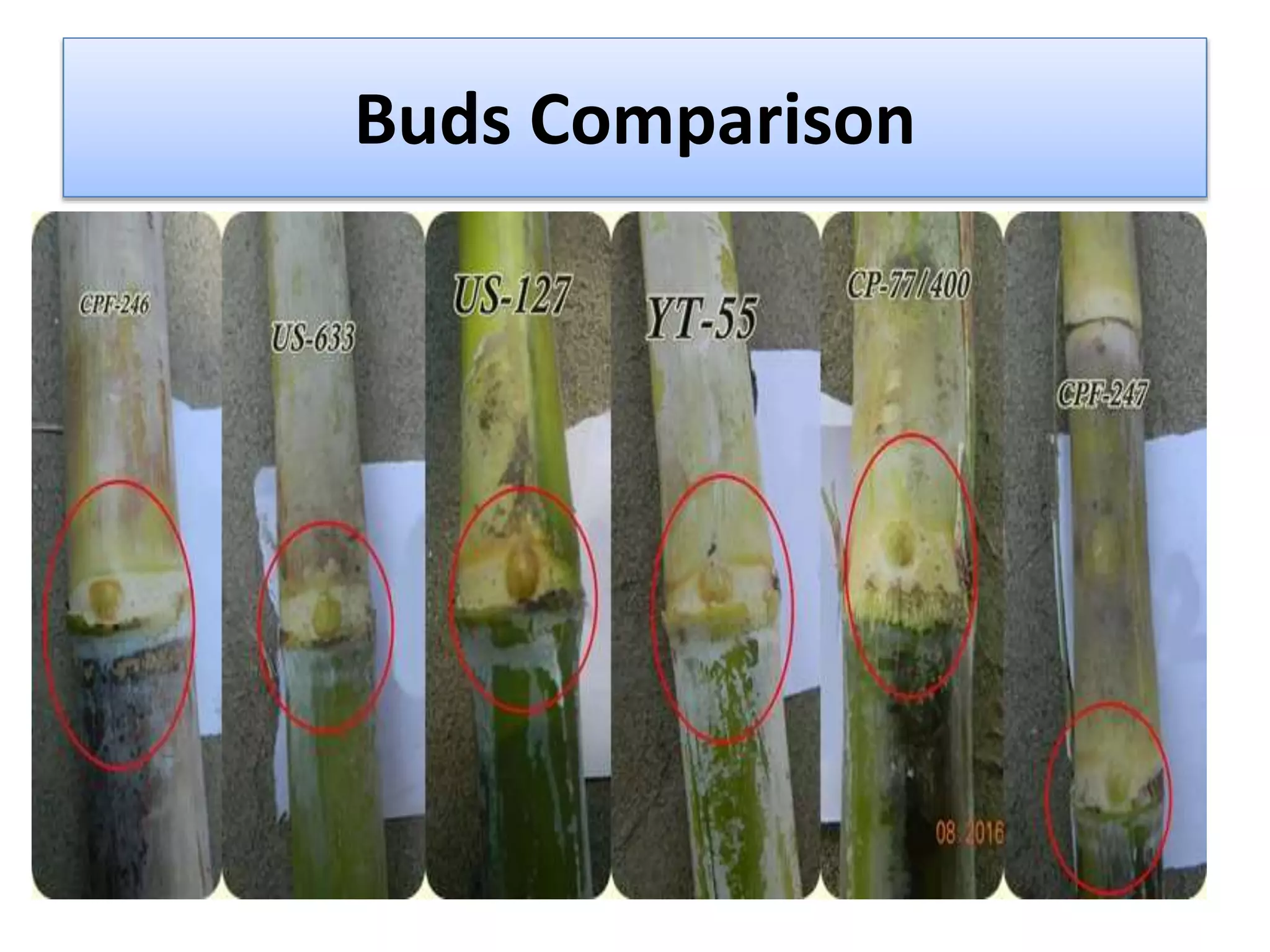Identifications of different sugar cane varieties by muhammad faizan ...
