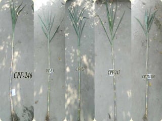 Identifications of different sugar cane varieties by muhammad faizan ...