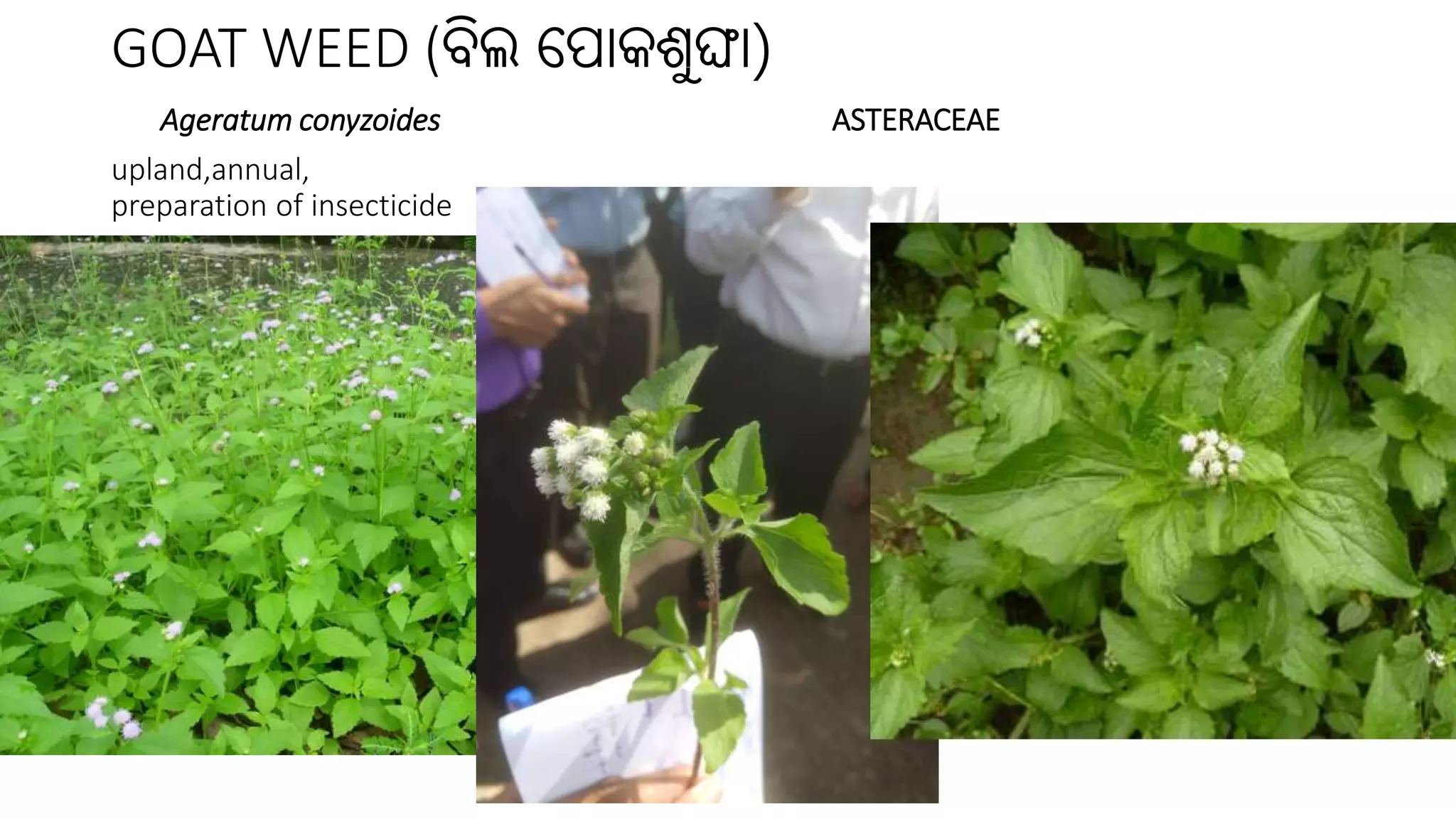 Identification weed 1 | PPT