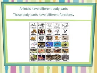 Parts of Animal | PPTX