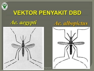 Identifikasi aedes | PPTX