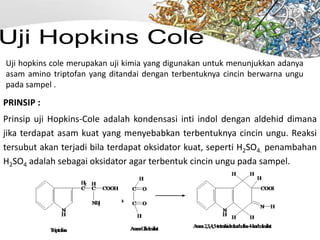 Identifikasi asam amino dan protein | PPTX
