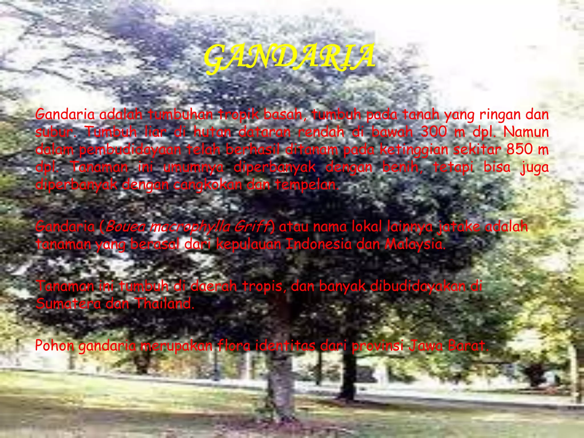 Identifikasi gandaria | PPTX