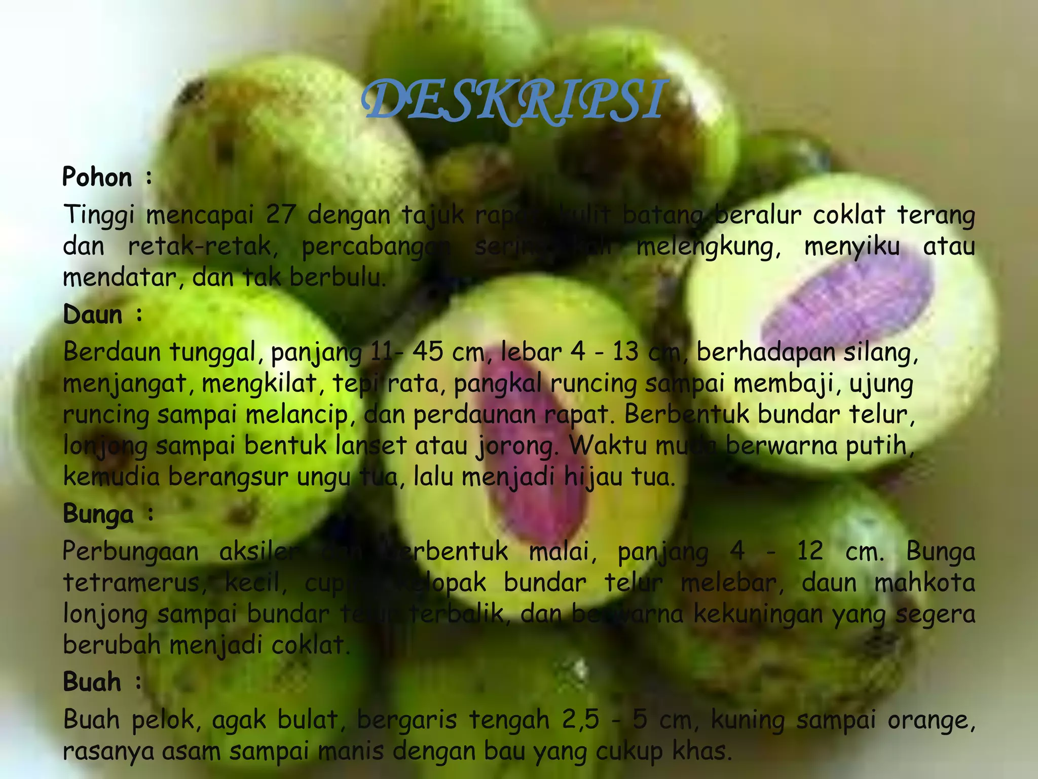 Identifikasi gandaria | PPTX