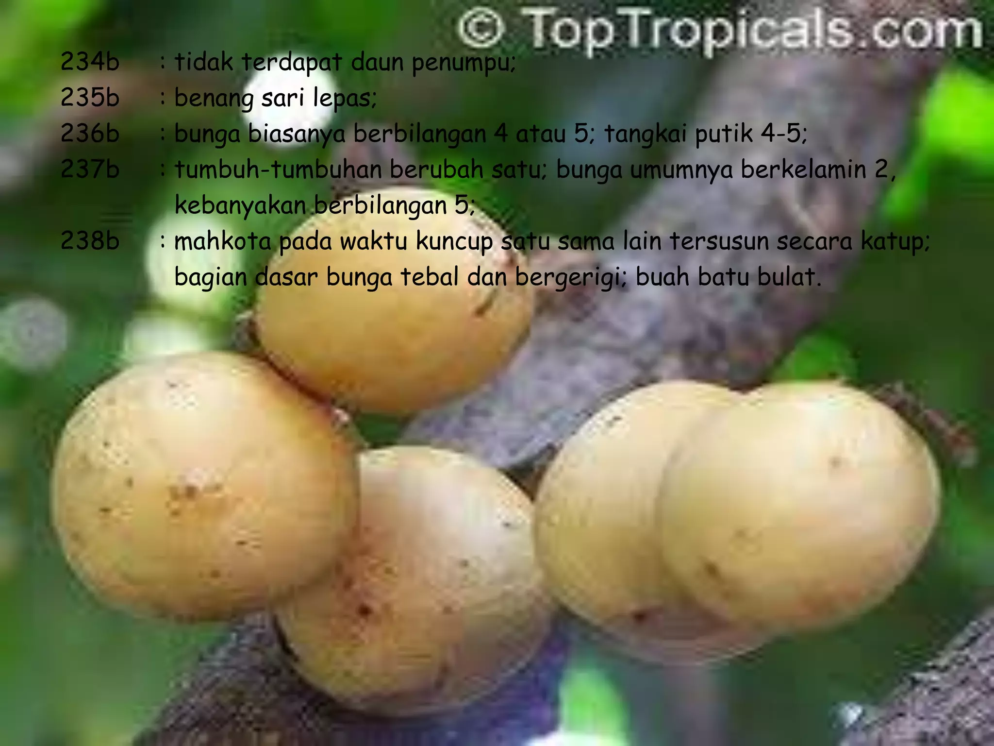 Identifikasi gandaria | PPTX