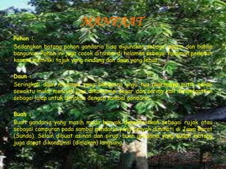 Pohon Gandaria