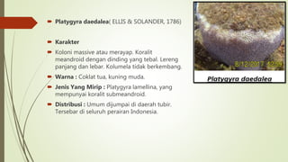 IDENTIFIKASI JENIS DAN PENGELOMPOKAN TIPE KARANG DI PERAIRAN KAYOPULAU ...