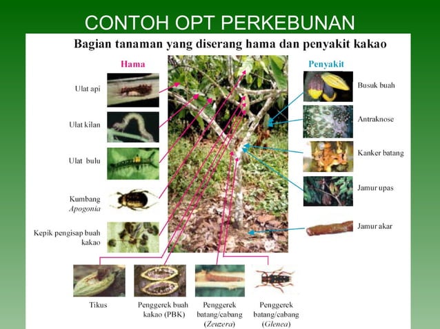 Identifikasi musuh alami | PPT