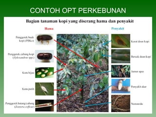 Identifikasi musuh alami | PPT