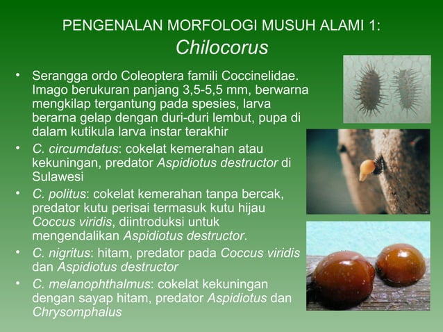 Identifikasi musuh alami | PPT