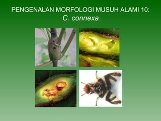 Identifikasi musuh alami | PPT