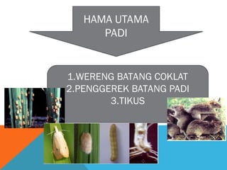 Identifikasi dini OPT pada tanaman padi.ppt