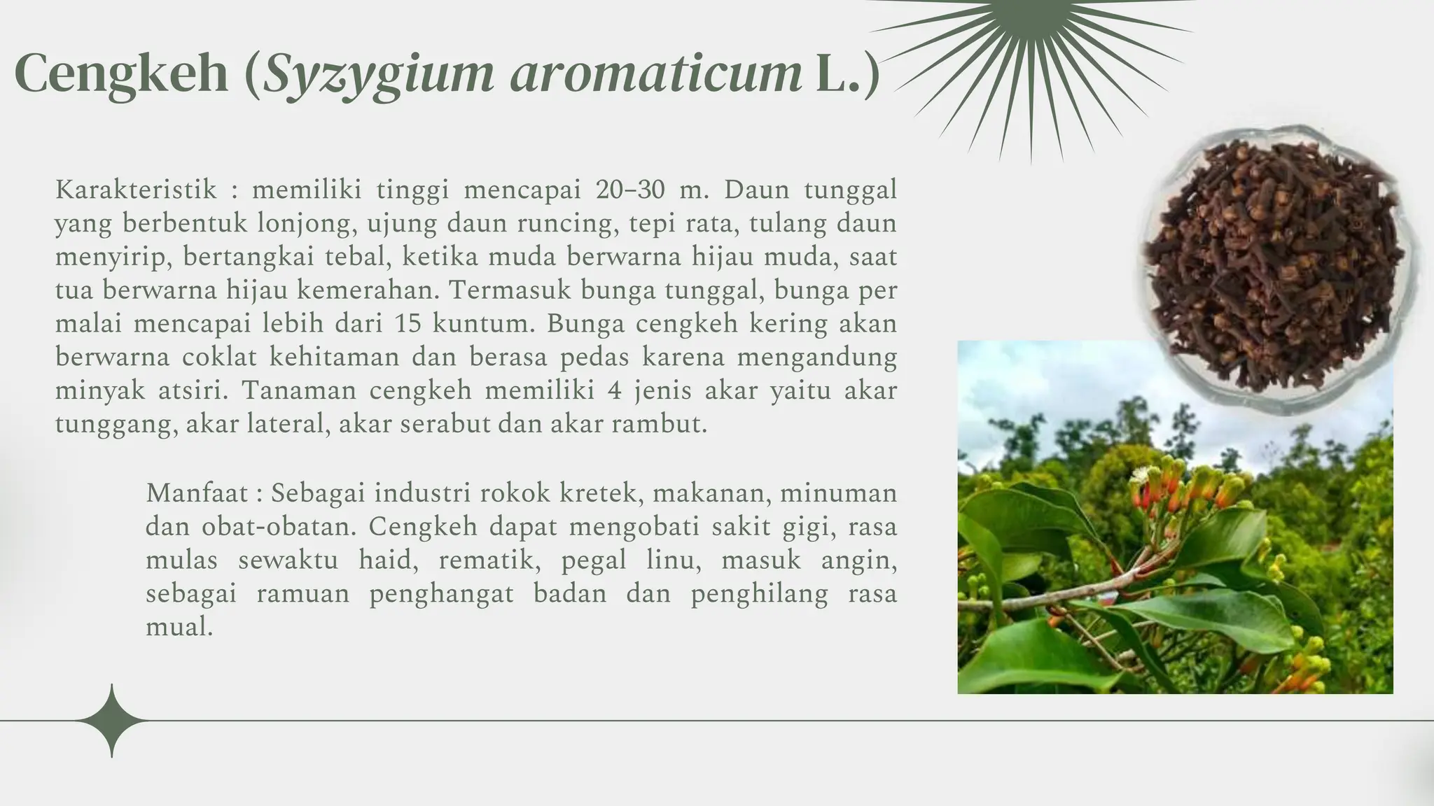 Identifikasi Tanaman Industri (kopi, coklat, teh, kelapa, cengkeh, kayu ...