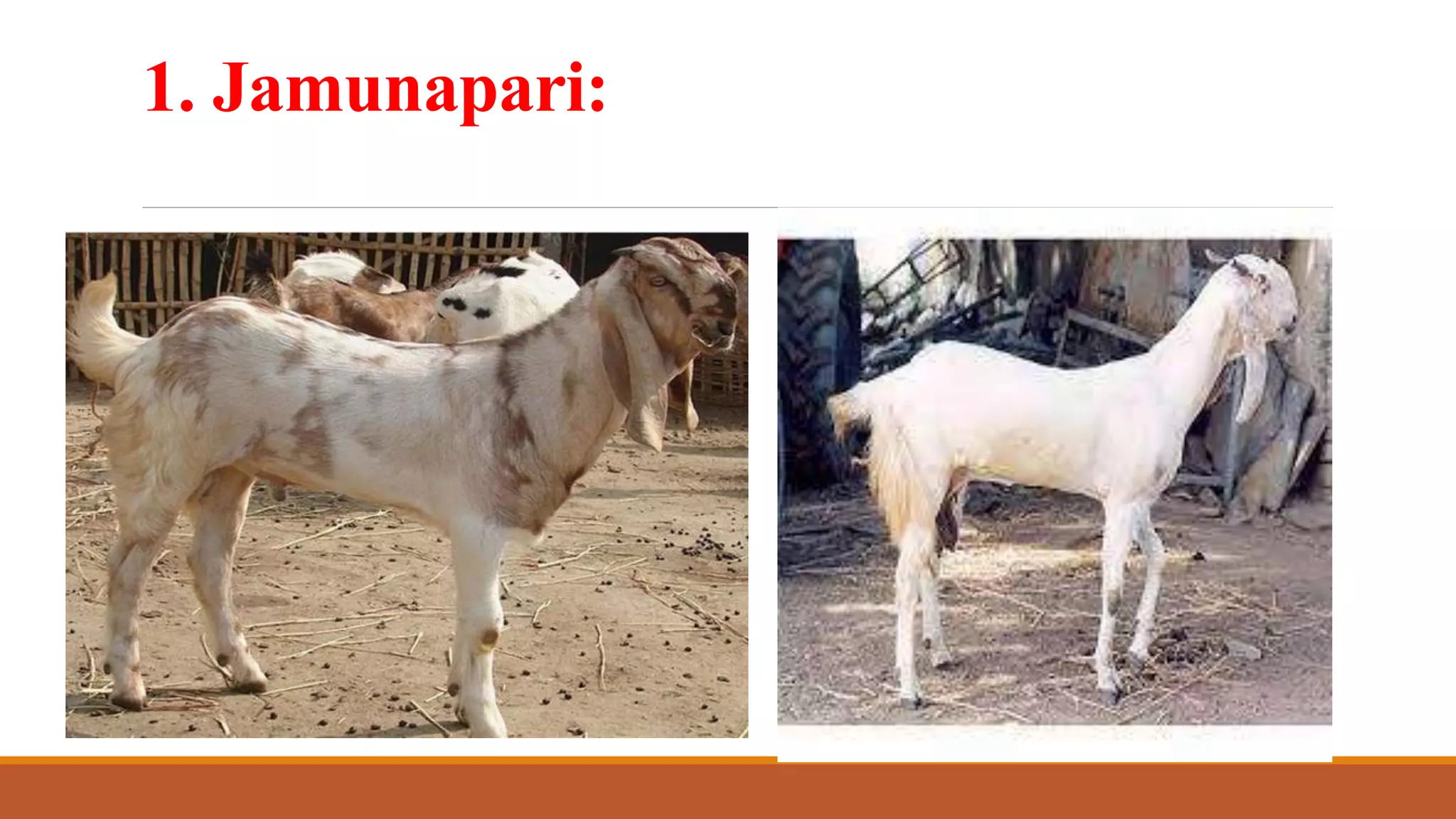 identify indigenous breed f sheep and goat.pptx