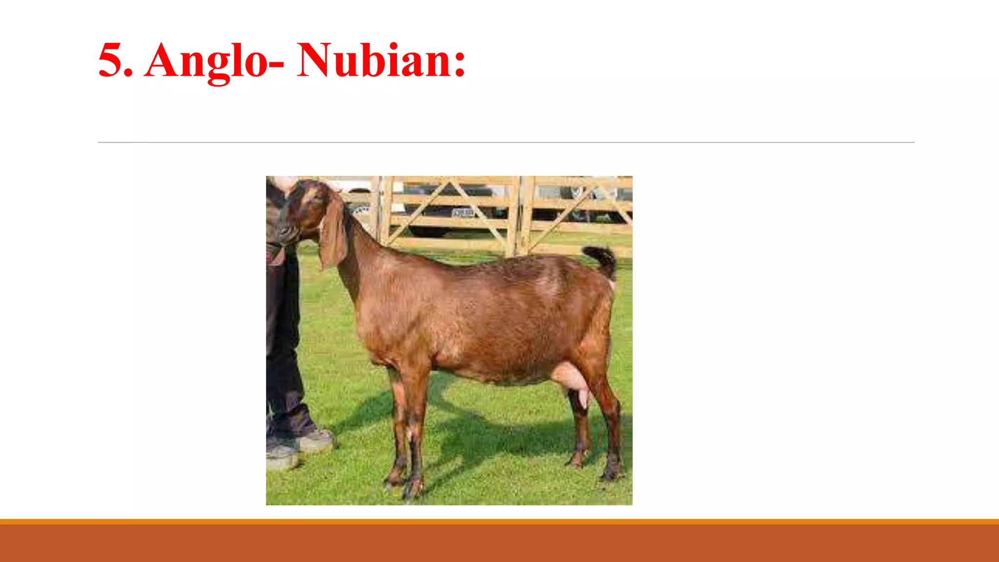 identify indigenous breed f sheep and goat.pptx