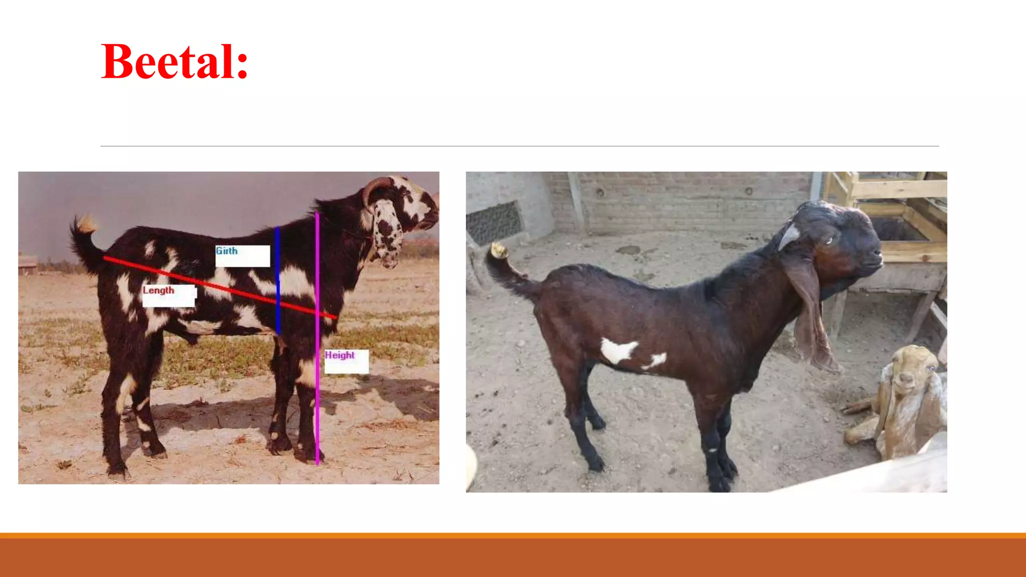 identify indigenous breed f sheep and goat.pptx