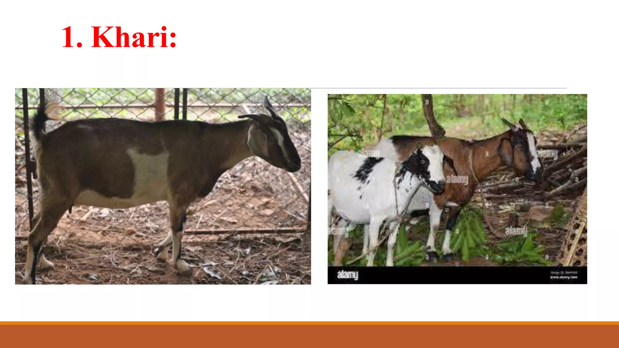 identify indigenous breed f sheep and goat.pptx