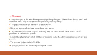 identify indigenous breed f sheep and goat.pptx
