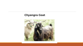 identify indigenous breed f sheep and goat.pptx