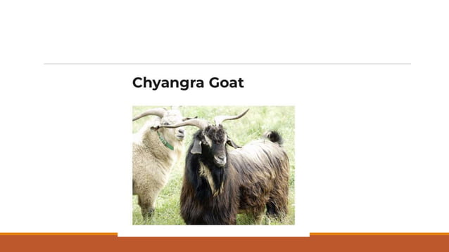 identify indigenous breed f sheep and goat.pptx