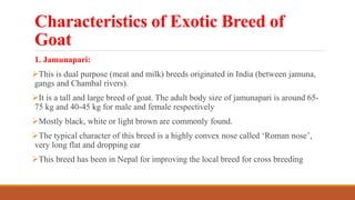 identify indigenous breed f sheep and goat.pptx