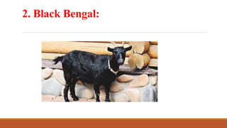 identify indigenous breed f sheep and goat.pptx