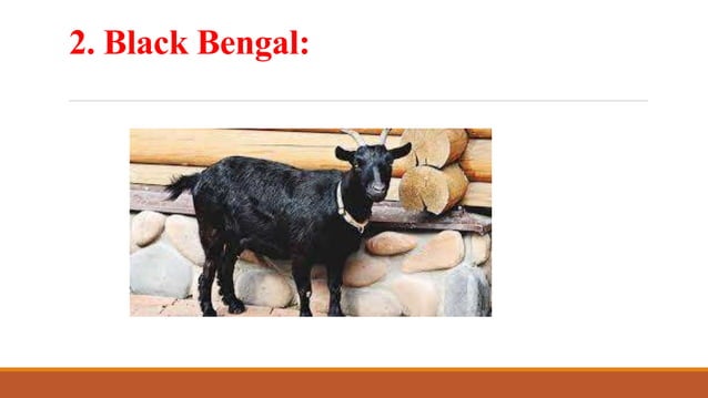 identify indigenous breed f sheep and goat.pptx