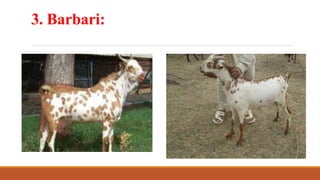 identify indigenous breed f sheep and goat.pptx