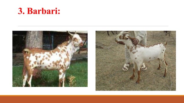 identify indigenous breed f sheep and goat.pptx