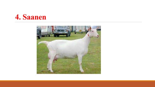 identify indigenous breed f sheep and goat.pptx