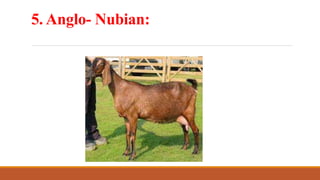 identify indigenous breed f sheep and goat.pptx