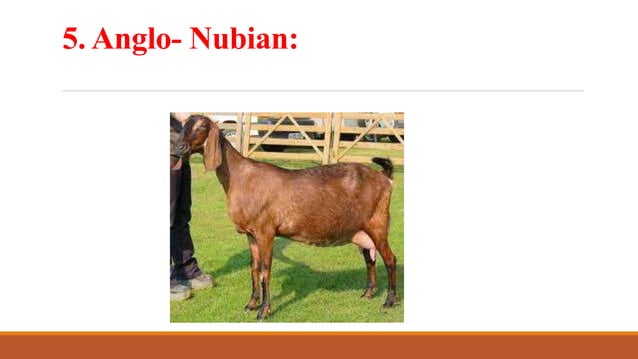 identify indigenous breed f sheep and goat.pptx