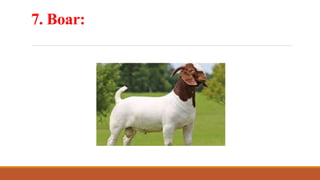 identify indigenous breed f sheep and goat.pptx