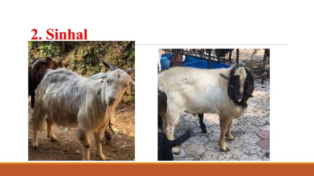 identify indigenous breed f sheep and goat.pptx