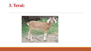 identify indigenous breed f sheep and goat.pptx