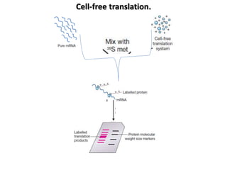 Identifying and studying the translational product | PPTX