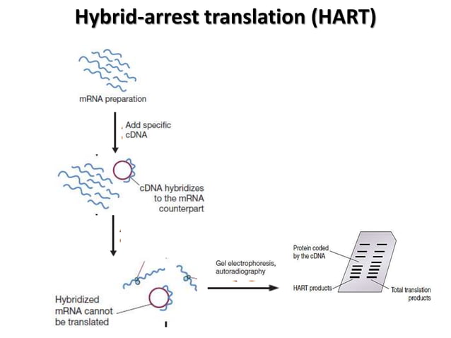 Identifying and studying the translational product | PPTX | Biotech and ...
