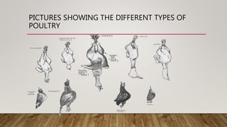 Identifying a variety of poultry and game | PPTX