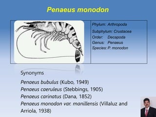 IDENTIFYING CHARACTERISTICS OF IMPORTANT EDIBLE CRUSTACEANS.pptx