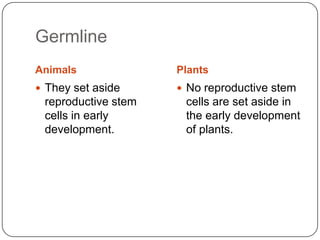 Identifying developmental genes dev't biology | PPT
