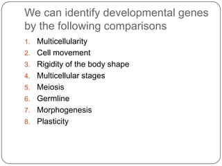 Identifying developmental genes dev't biology | PPT